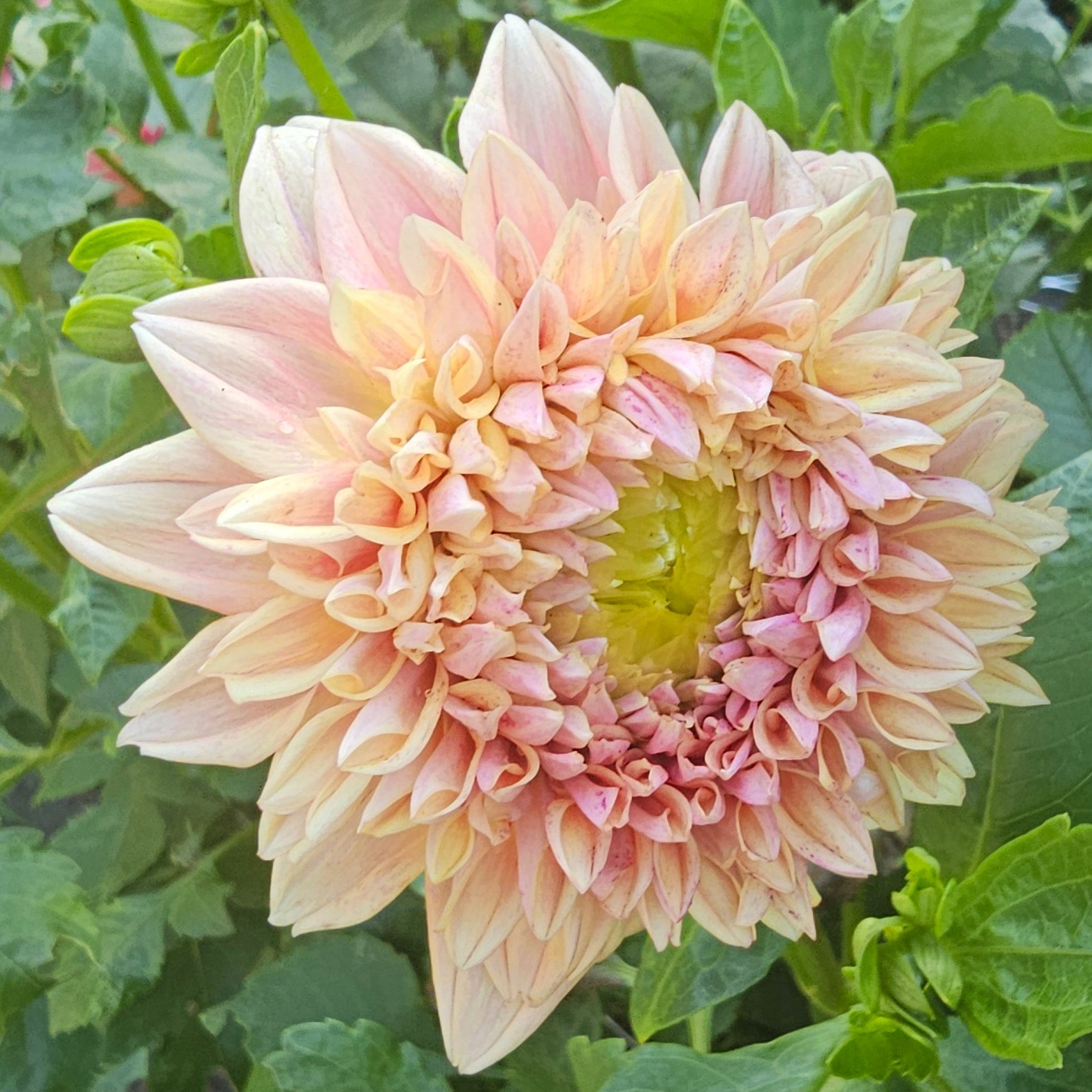 RM Summer Haze Dahlia – Lucky Penny Flower Farm