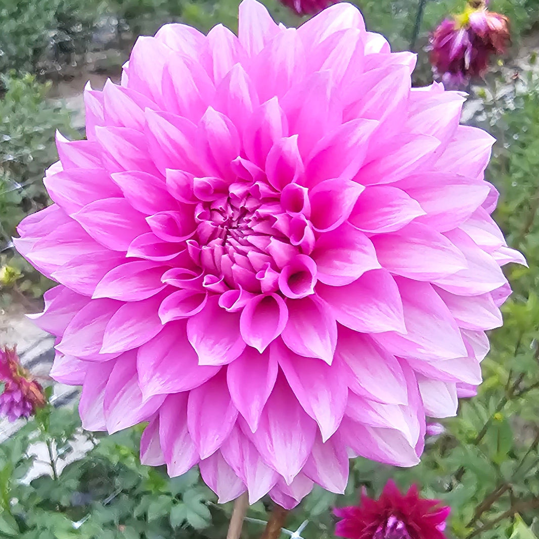 2026 Dahlias – Page 15 – Lucky Penny Flower Farm