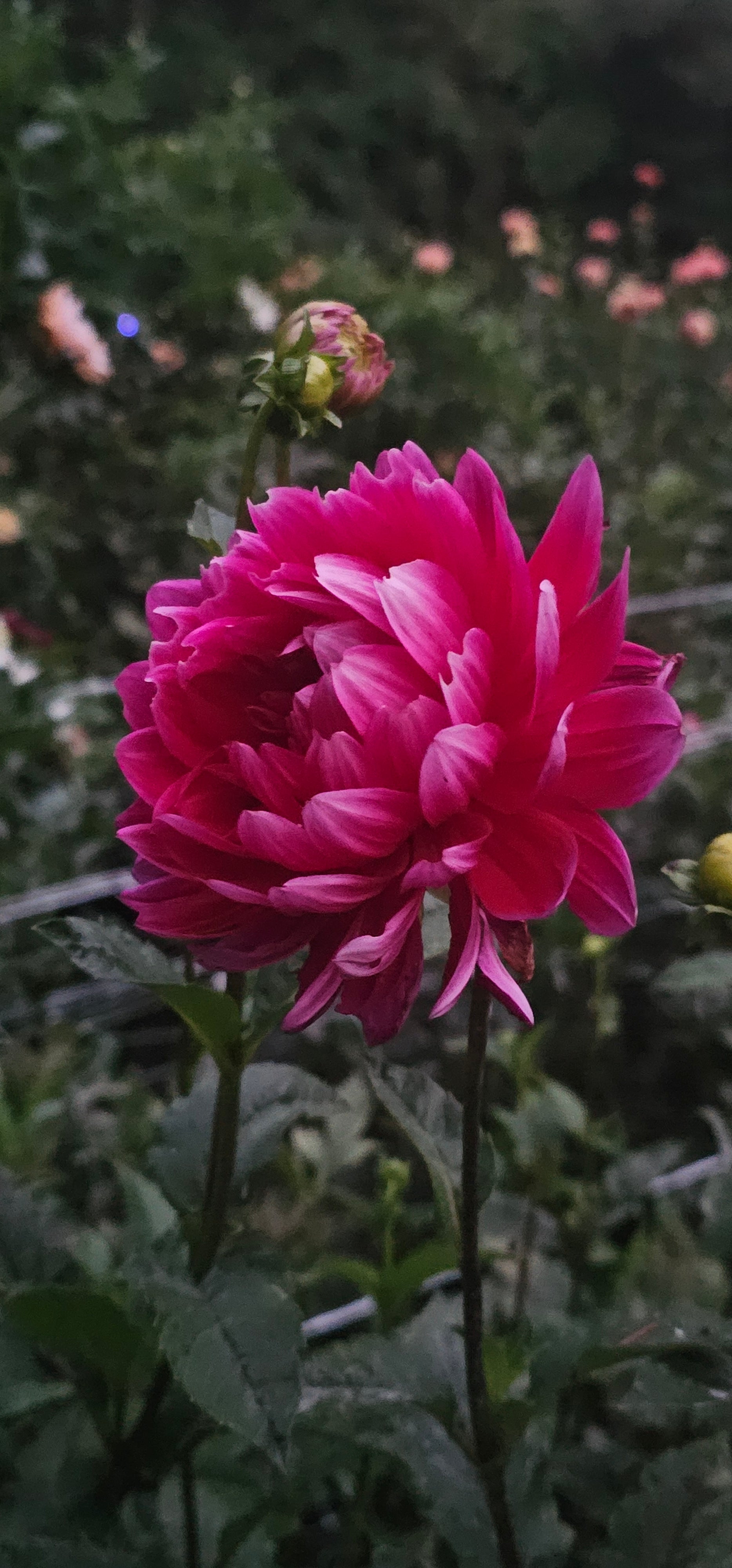 Hollyhill Pandora Tuber – Lucky Penny Flower Farm
