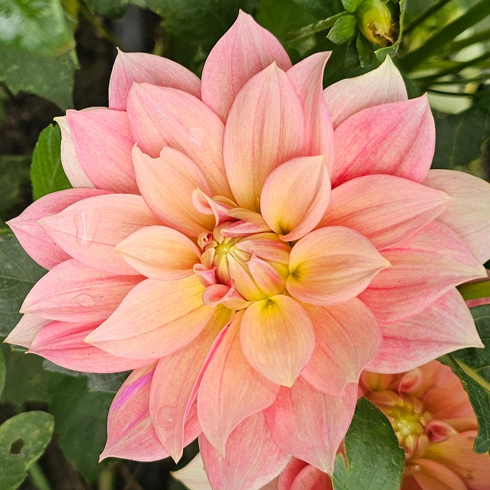 Salish October Wedding Dahlia – Lucky Penny Flower Farm