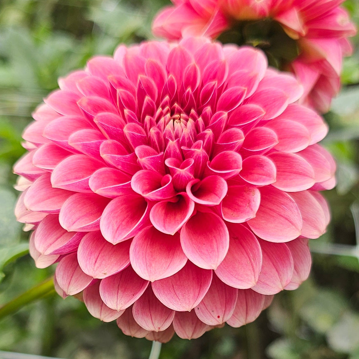 Levi's Blood Moon Dahlia - LIMIT 1 – Lucky Penny Flower Farm
