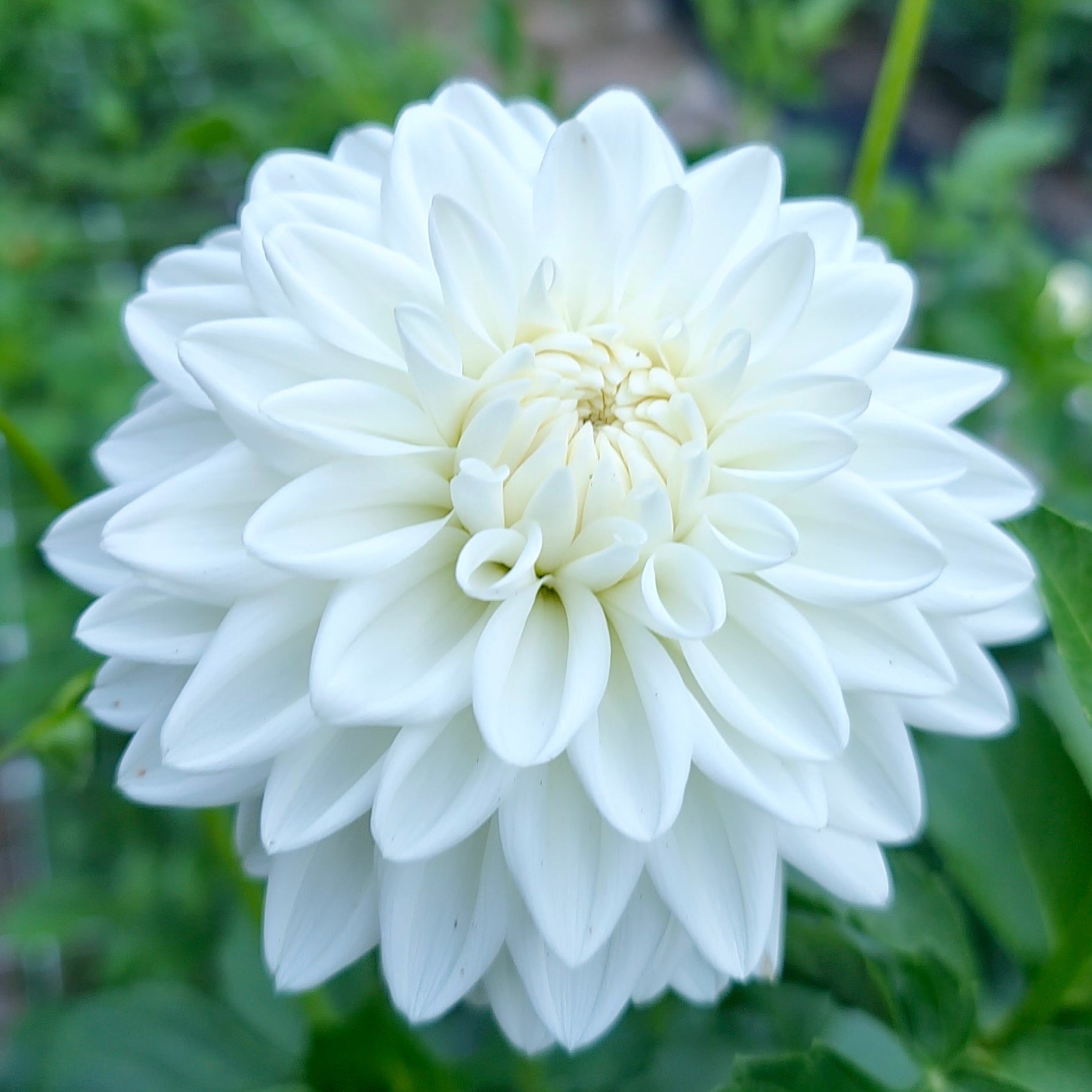 Salish Snow Day – Lucky Penny Flower Farm