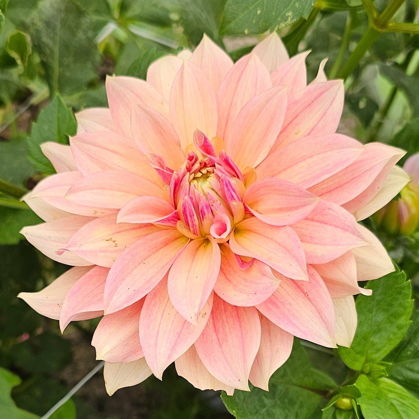 Salish October Wedding Dahlia – Lucky Penny Flower Farm