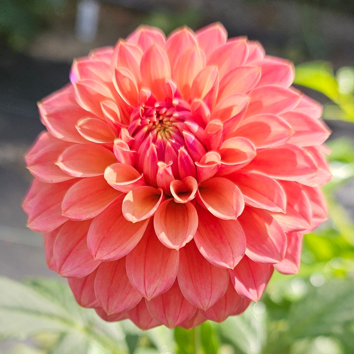 Mission Zest Dahlia – Lucky Penny Flower Farm