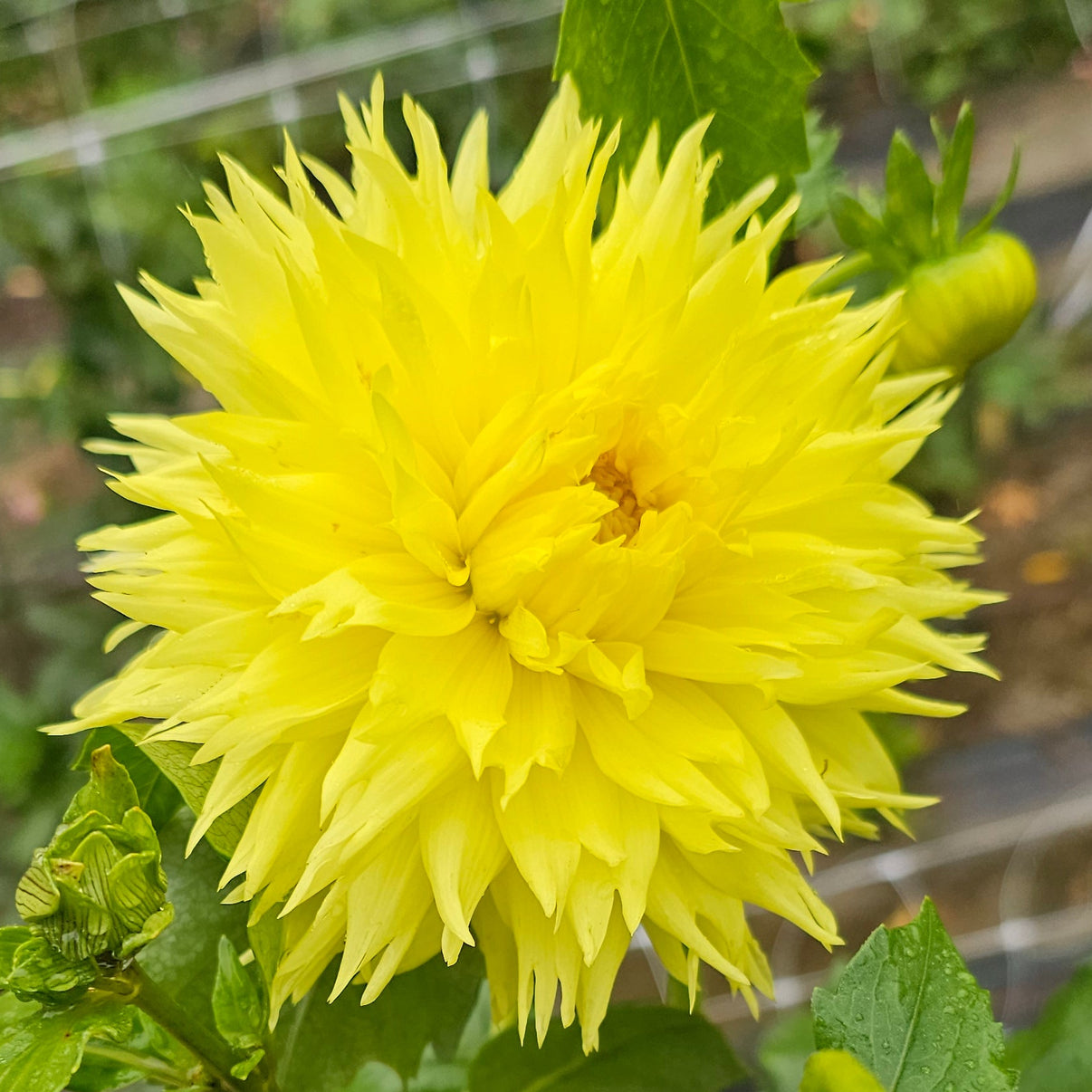 AC Chicken Ranch Dahlia – Lucky Penny Flower Farm