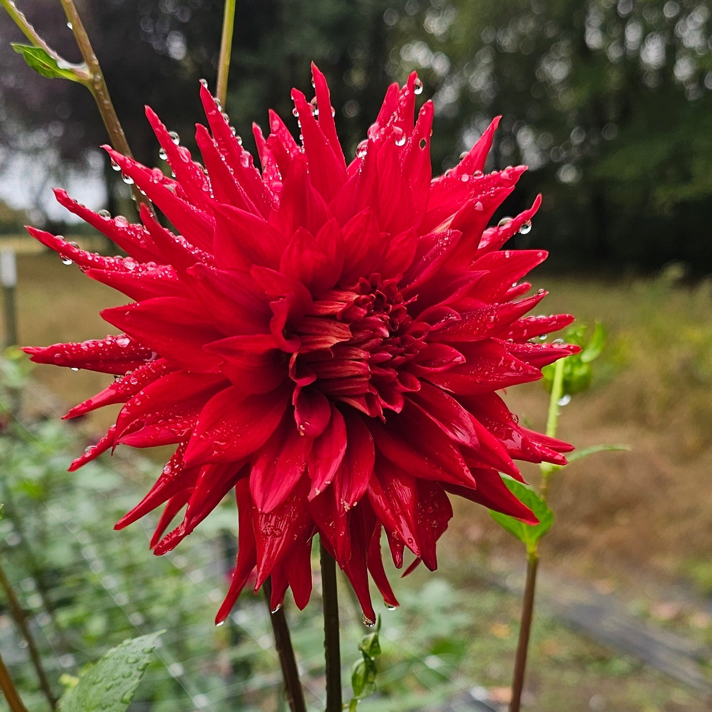 Charlie Boy Dahlia – Lucky Penny Flower Farm
