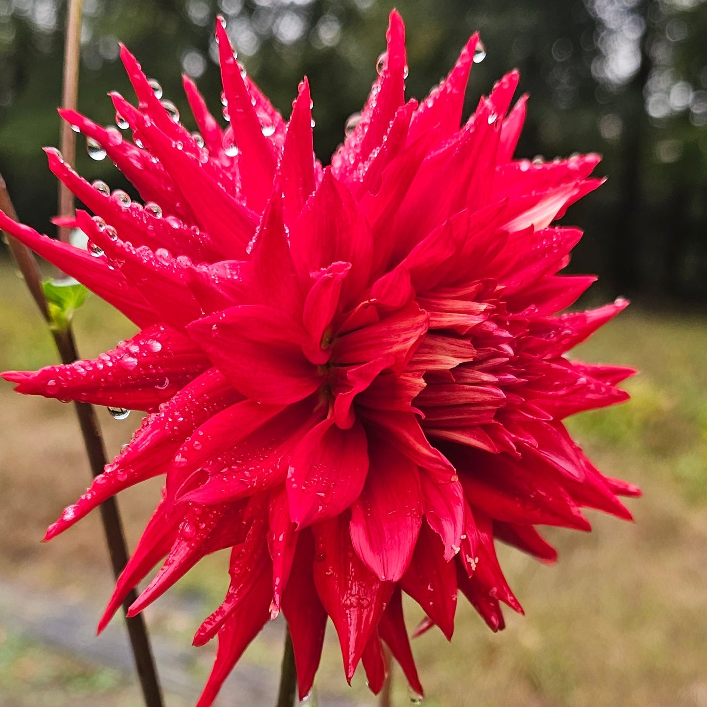 Charlie Boy Dahlia – Lucky Penny Flower Farm