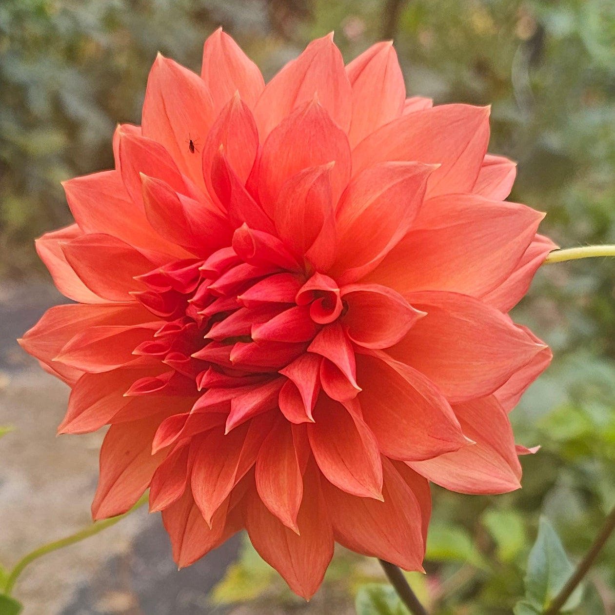Baron Chad Dahlia – Lucky Penny Flower Farm