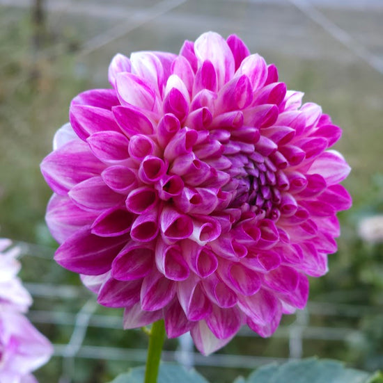 AC White Rabbit Dahlia – Lucky Penny Flower Farm