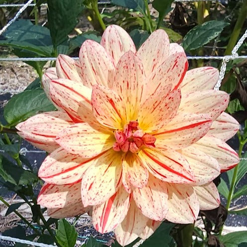 Awe Shucks Dahlia – Lucky Penny Flower Farm