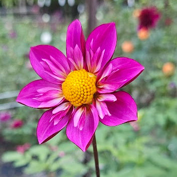 Bloomquist Aztec Dahlia – Lucky Penny Flower Farm