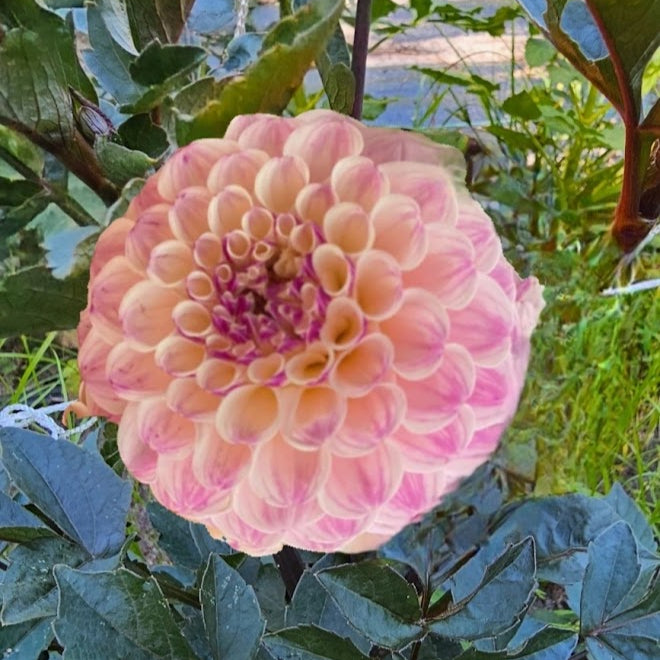 Bloomquist Wonderful Dahlia – Lucky Penny Flower Farm