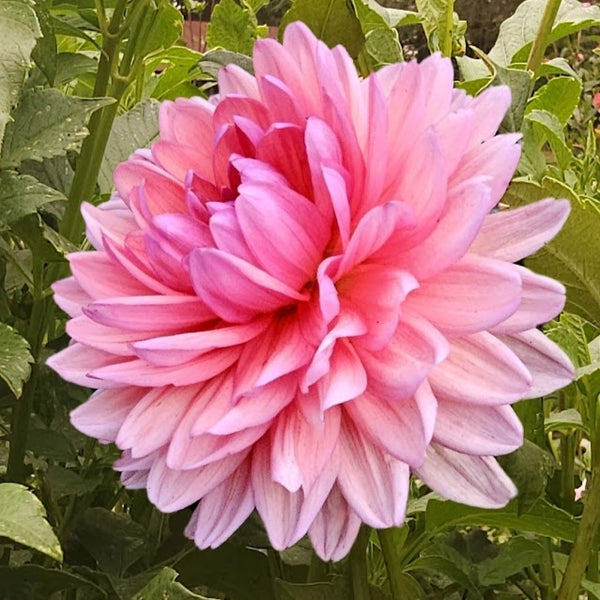 Dutch Pearl Tuber - LIMIT 1 – Lucky Penny Flower Farm