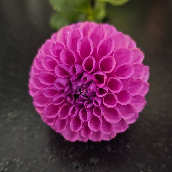 Isabel Dahlia – Lucky Penny Flower Farm