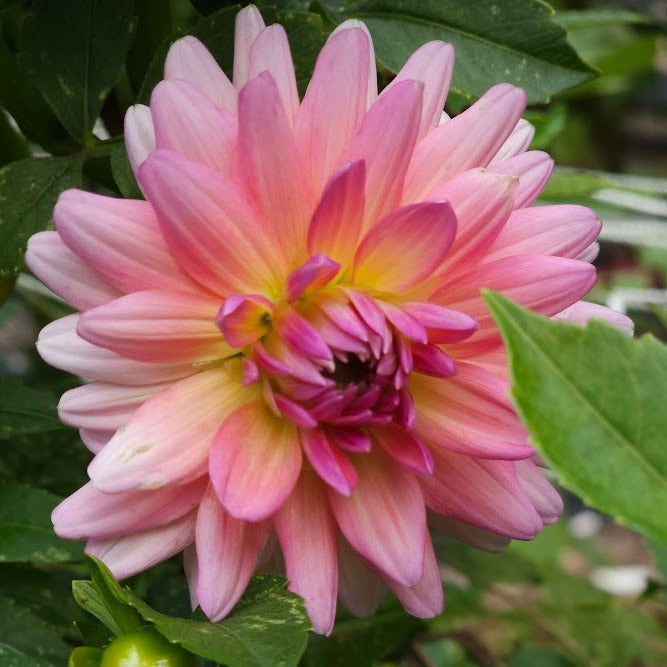 Kenora Jeannie Dahlia – Lucky Penny Flower Farm