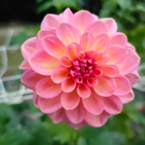 Lark's Ebbe Dahlia – Lucky Penny Flower Farm