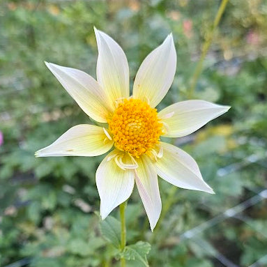 Mayberry's Pink Champagne Dahlia – Lucky Penny Flower Farm