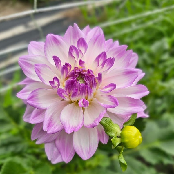 Mikayla Miranda Dahlia – Lucky Penny Flower Farm