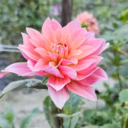 Salish October Wedding Dahlia – Lucky Penny Flower Farm