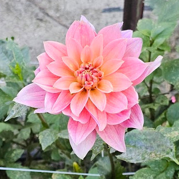 Salish October Wedding Dahlia – Lucky Penny Flower Farm