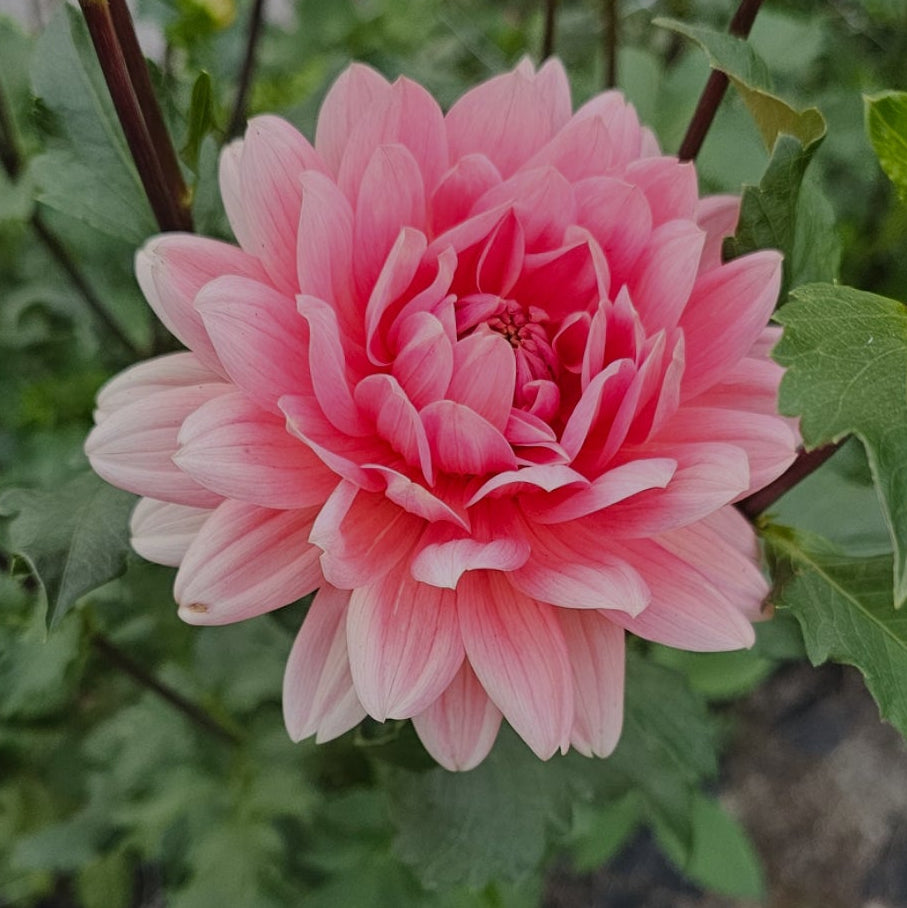 Carolina Wagemans Tuber - LIMIT 1 – Lucky Penny Flower Farm