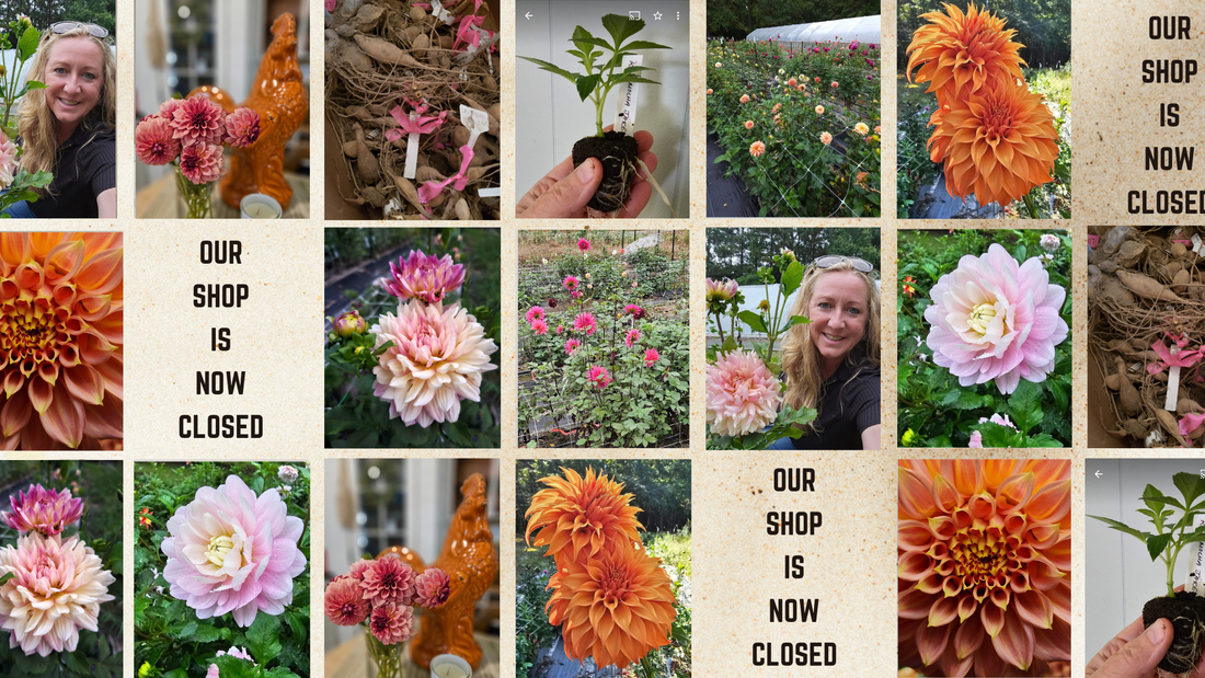 Lucky Penny Flower Farm Milton Delaware Dahlia Flower Farm